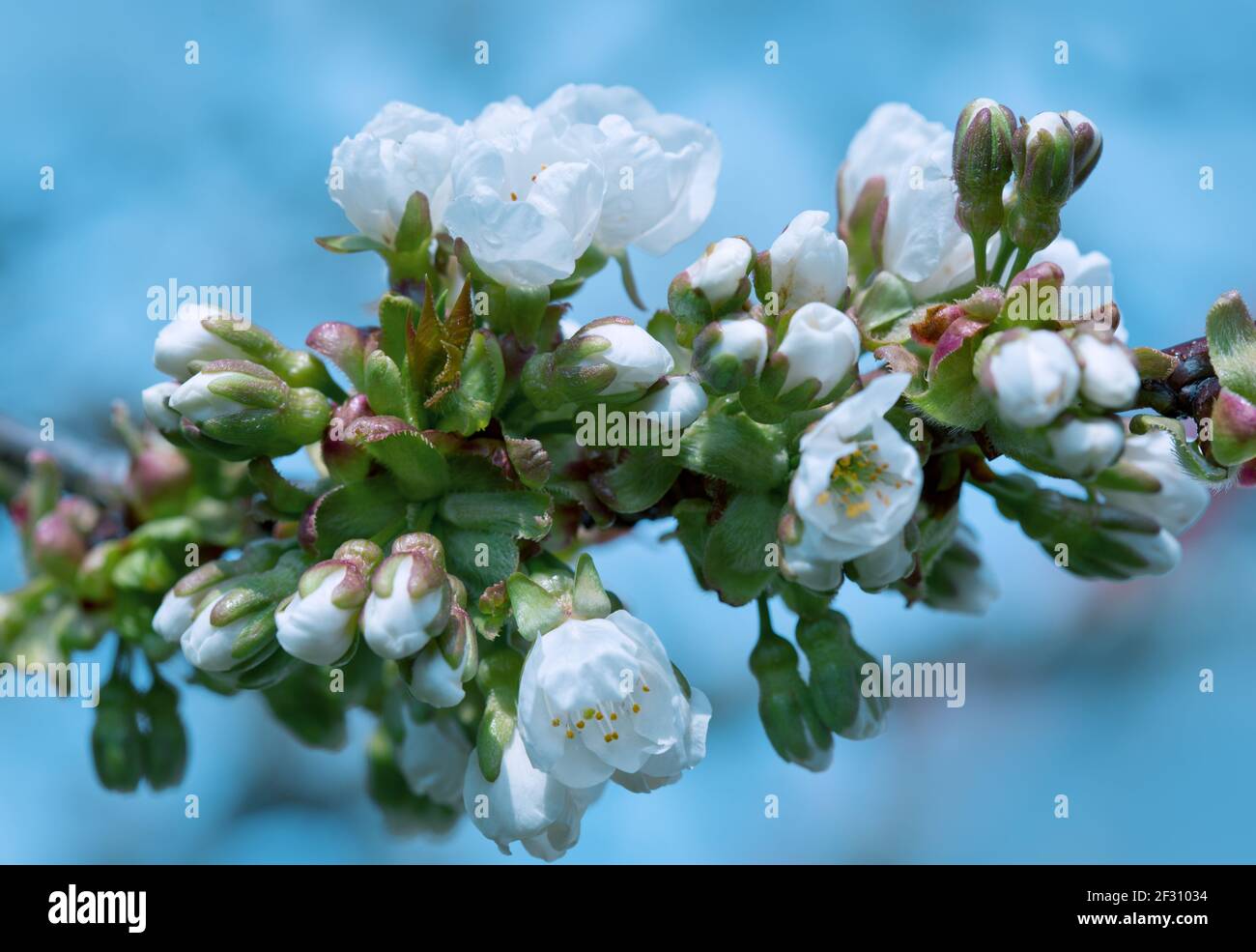 White cherry flowers hi-res stock photography and images - Alamy