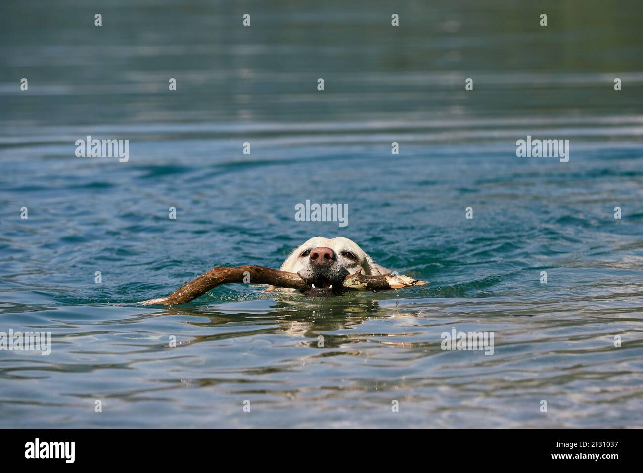 Dog swimming in lake. Labrador retriever enjoying water and carrying ...