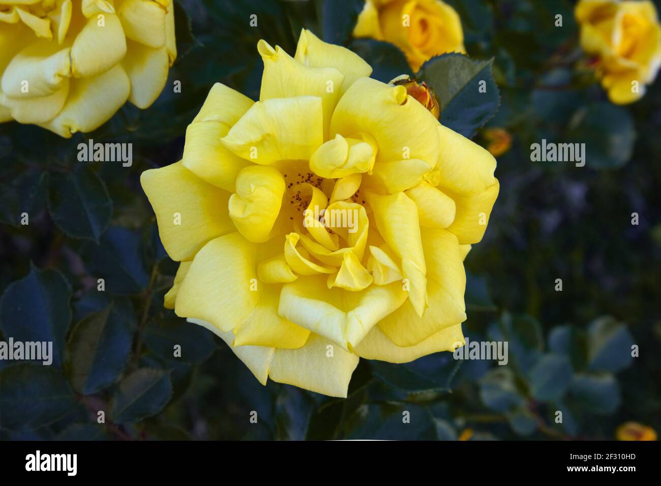 Beautiful perfect hi-res stock photography and images - Alamy