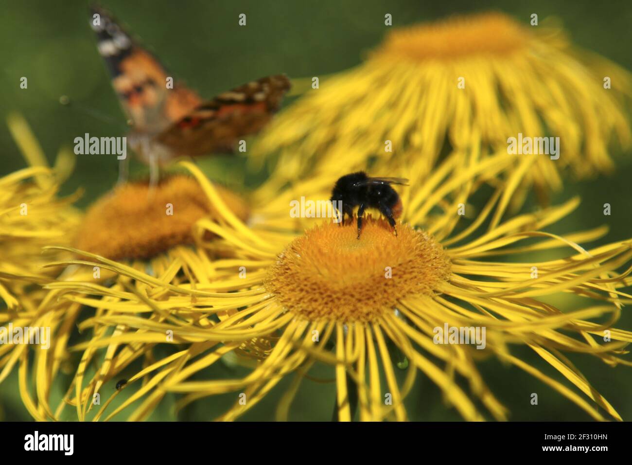 Beautiful yellow blooming flower, (common elephant, Inula helenium) a ...