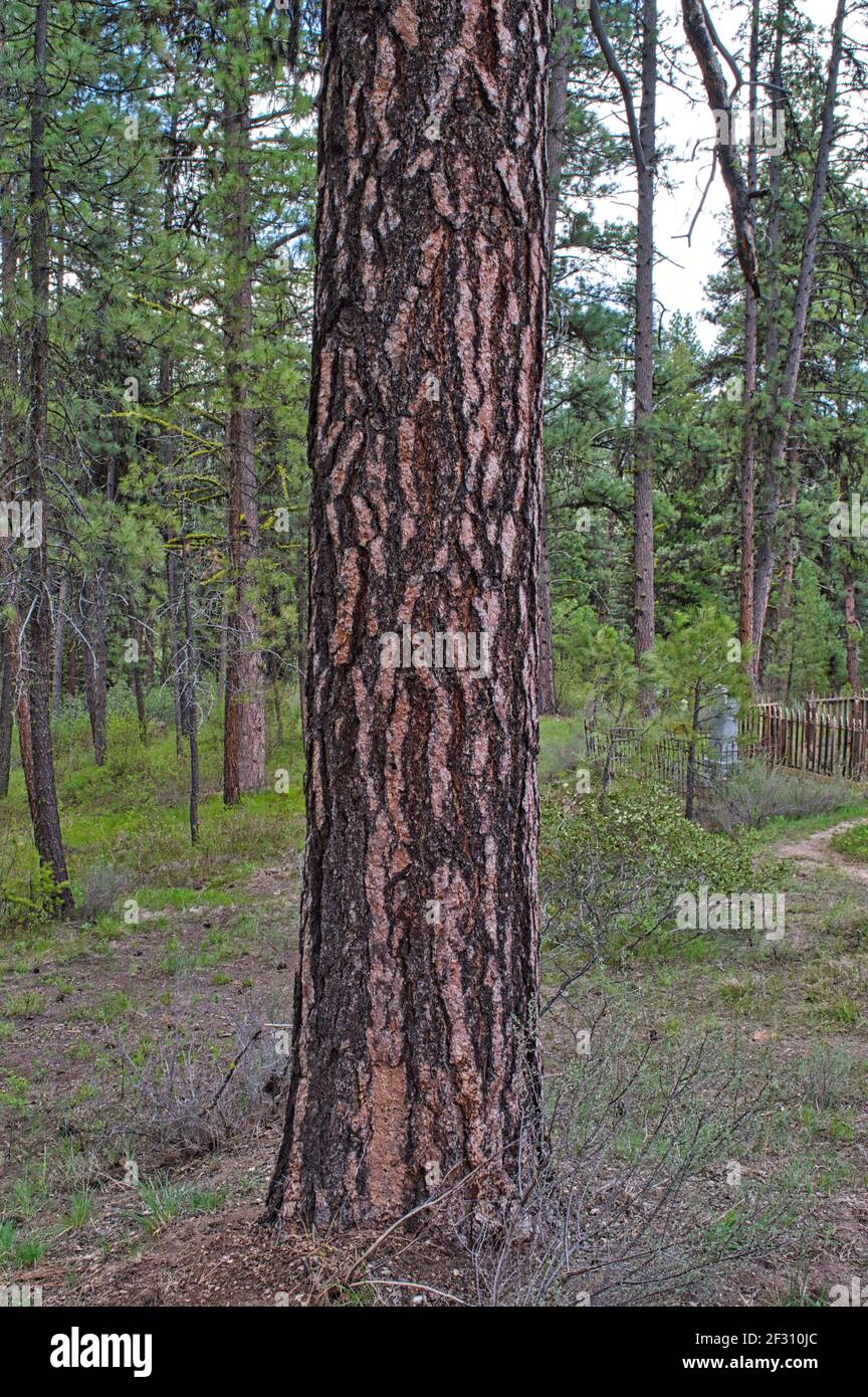 A vertical shot of an aged tree trunk in a forest Stock Photo - Alamy