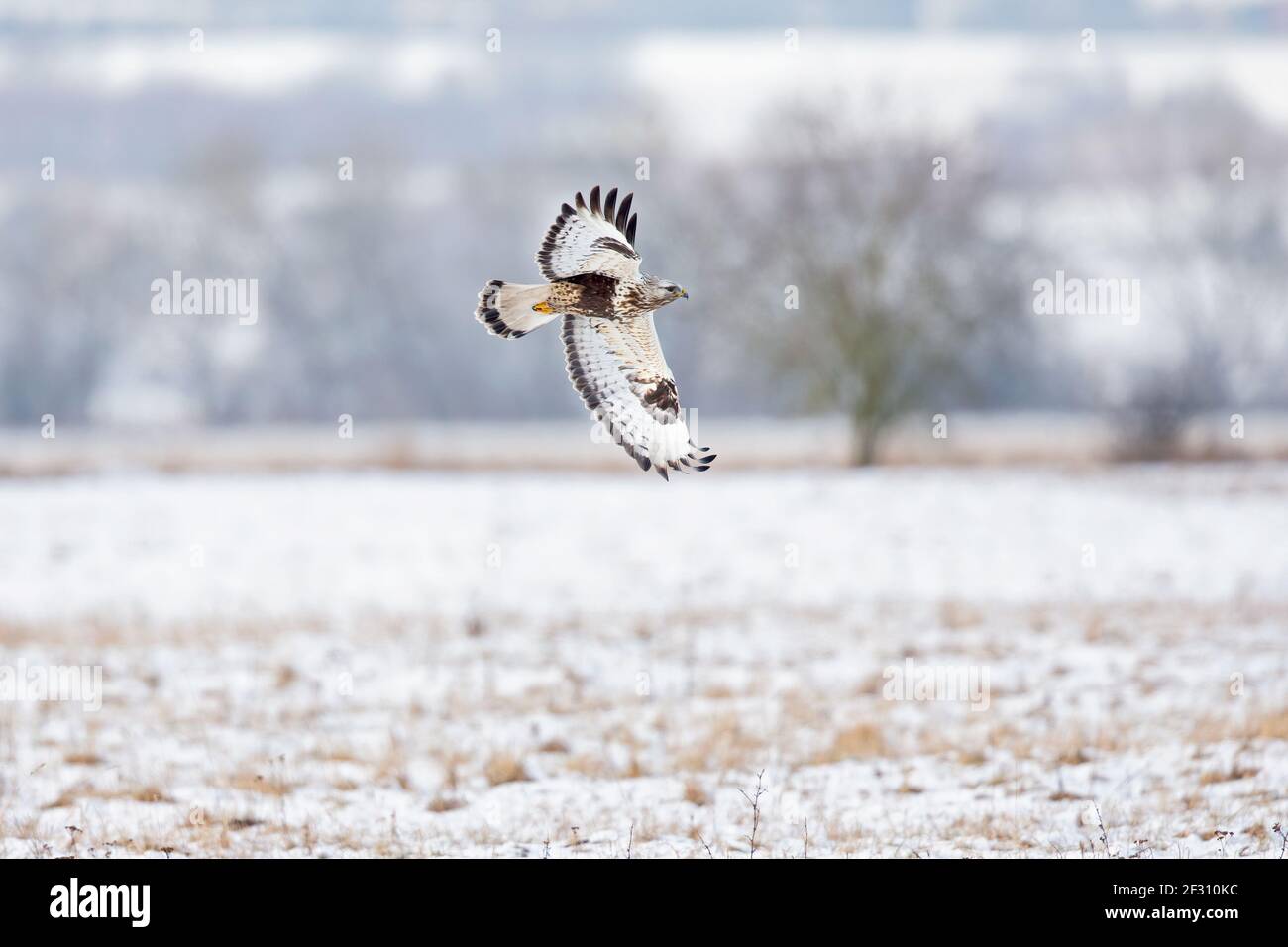 A rough-legged buzzard hunting in flight in search for prey Stock Photo ...
