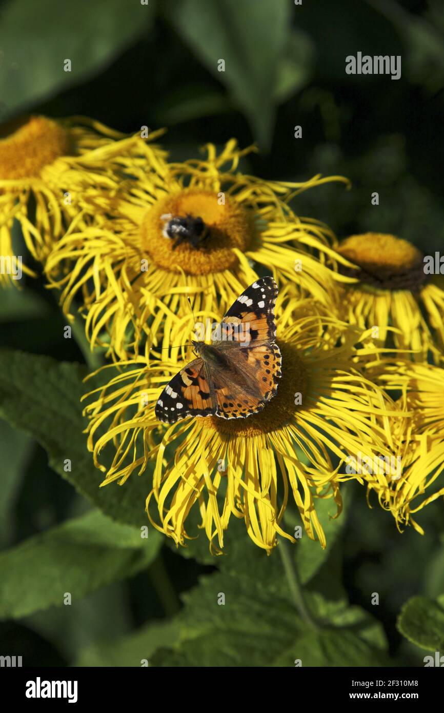 Elephant flower hi-res stock photography and images - Alamy