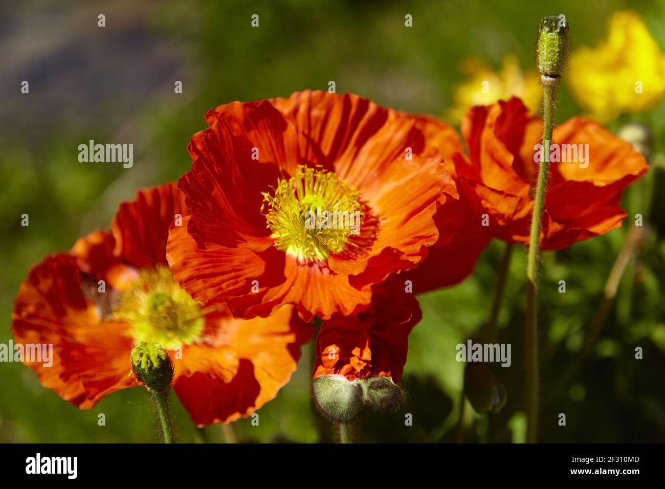 Garden red poppy hi-res stock photography and images - Alamy