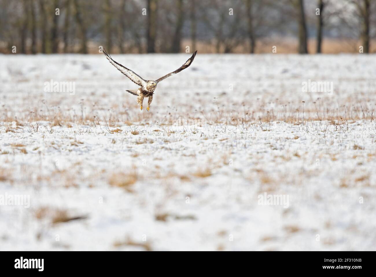 A rough-legged buzzard hunting in flight in search for prey Stock Photo ...