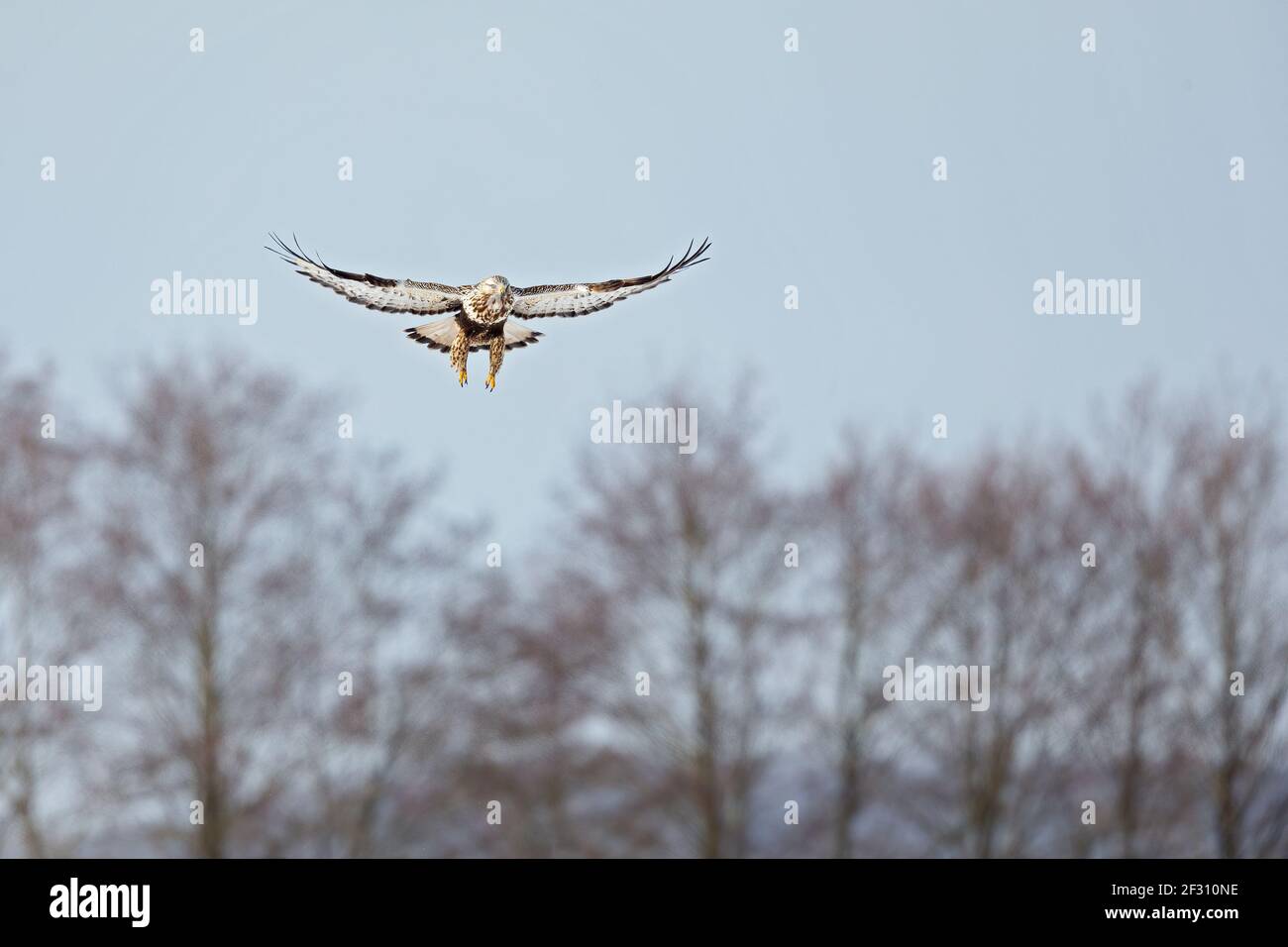 A rough-legged buzzard hovering in search for prey Stock Photo - Alamy