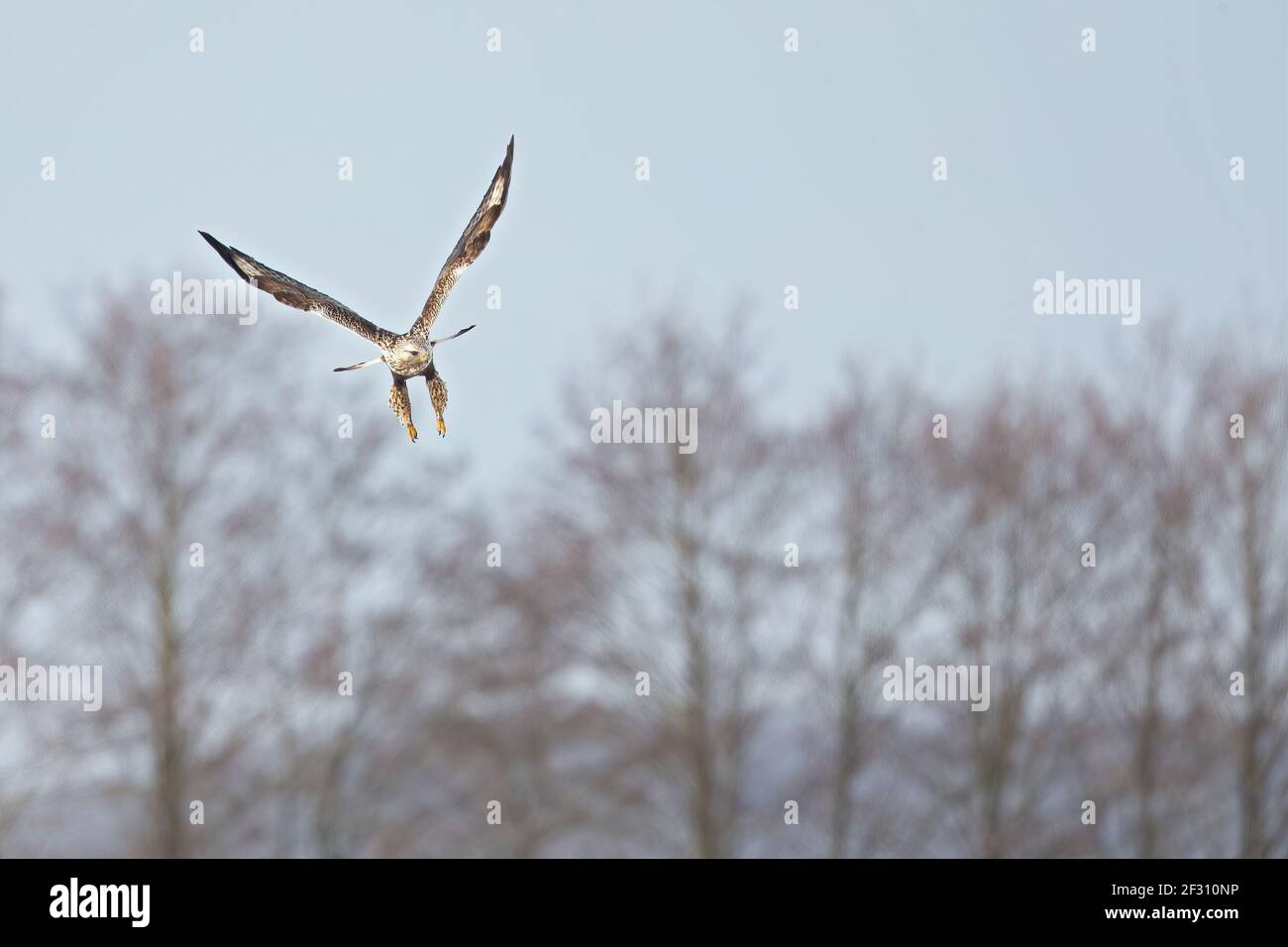 A rough-legged buzzard hovering in search for prey Stock Photo - Alamy