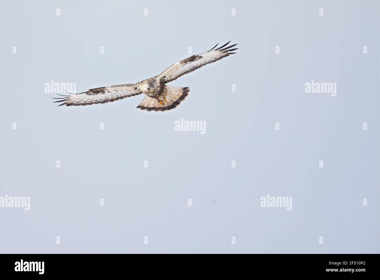 A rough-legged buzzard hovering in search for prey Stock Photo - Alamy