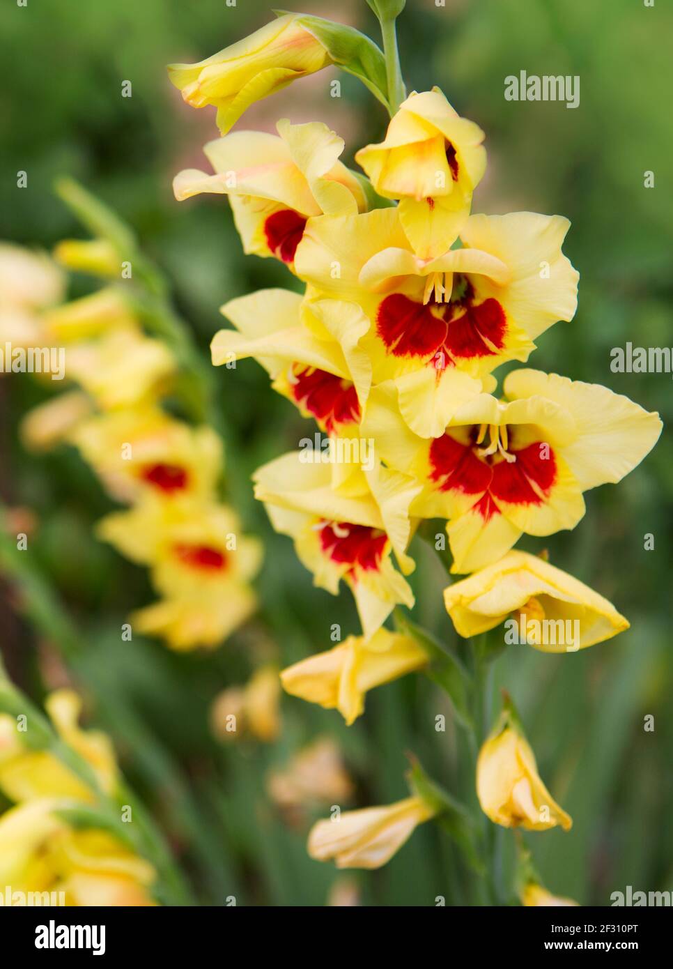 Beautiful red and yellow gladiolus flower in the garden Stock Photo - Alamy