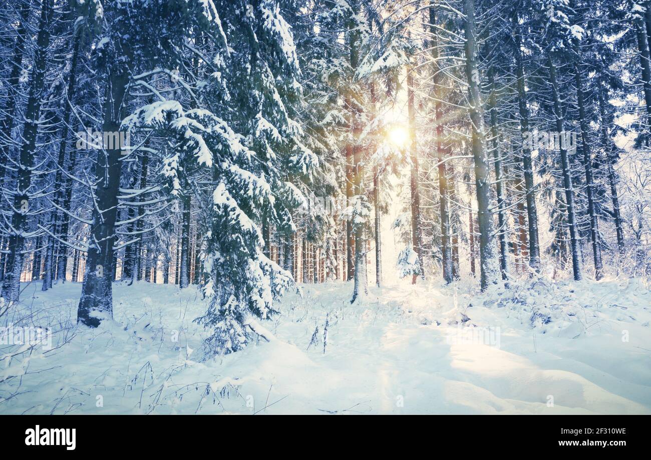 Winter sunshine through trees in german forest Stock Photo - Alamy