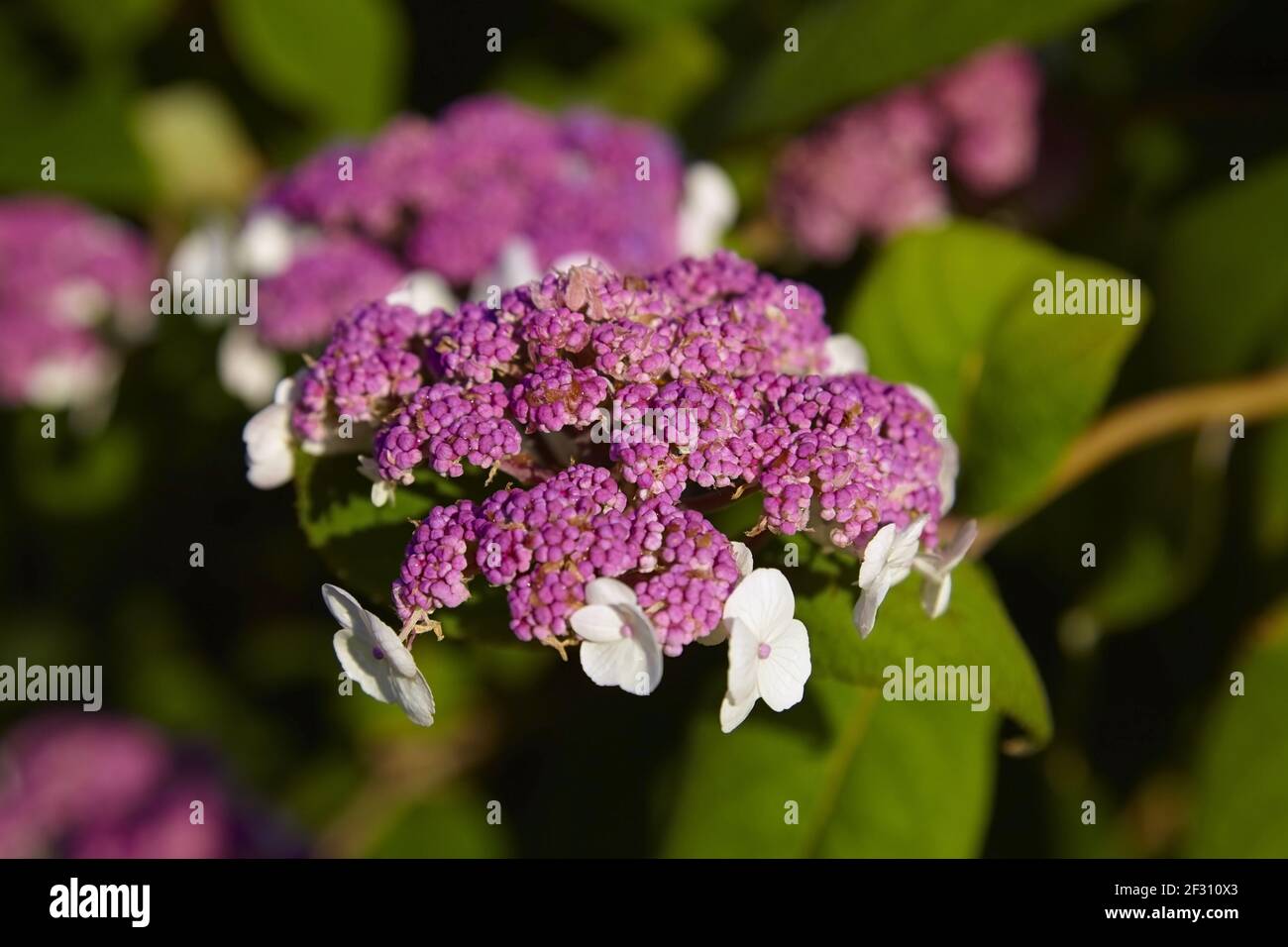 Hydrangea macrophylla white hi-res stock photography and images - Alamy