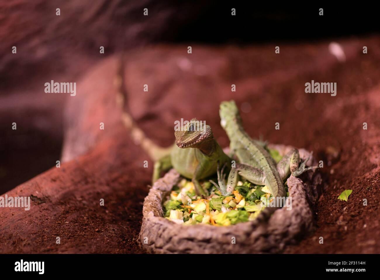 Hungry lizards hi-res stock photography and images - Alamy