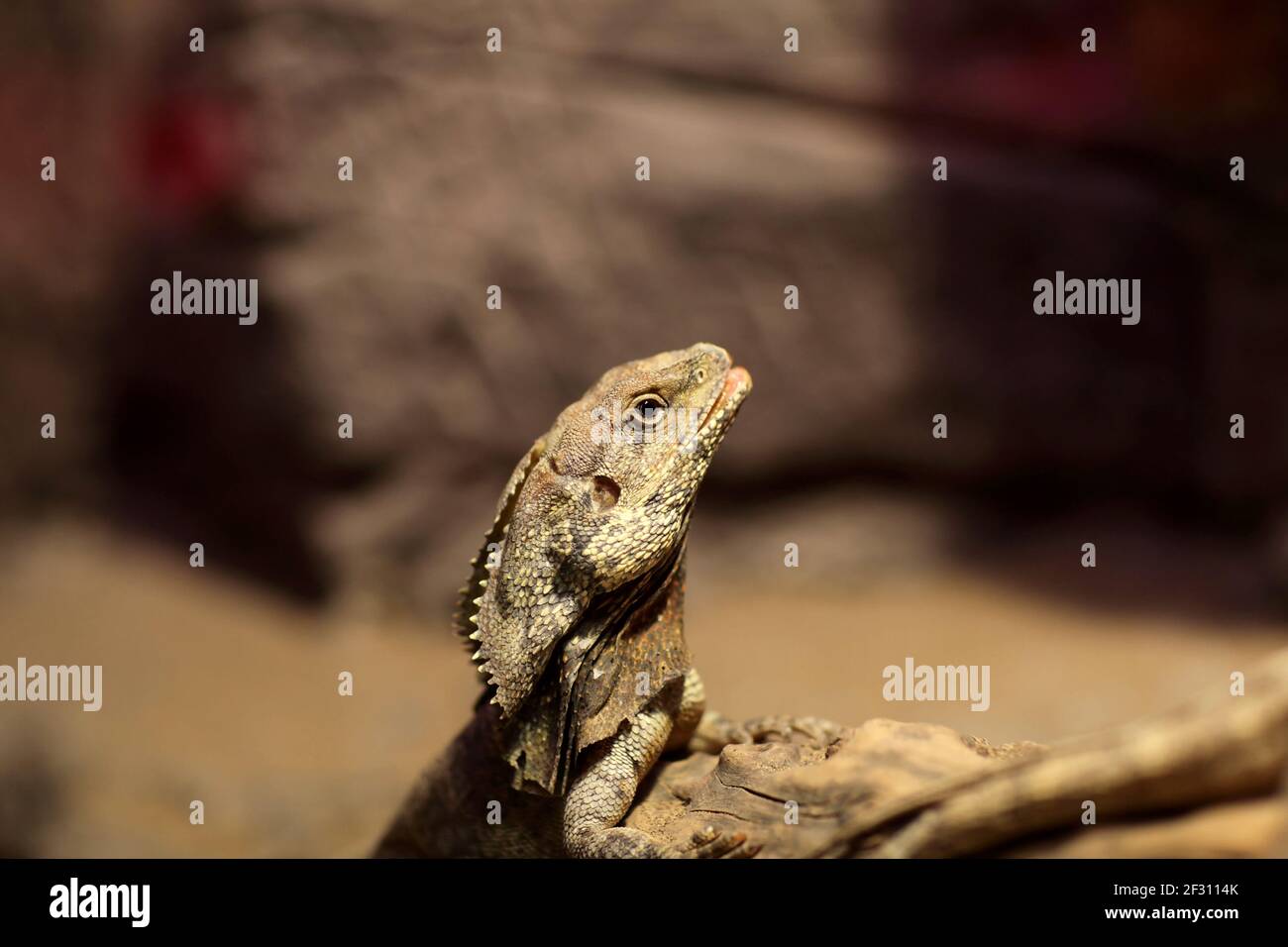 Head of frill-necked lizard at a terrarium Stock Photo - Alamy