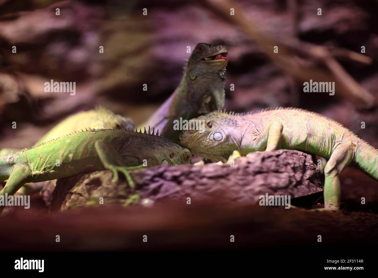 The lizards have lunch at a terrarium Stock Photo - Alamy