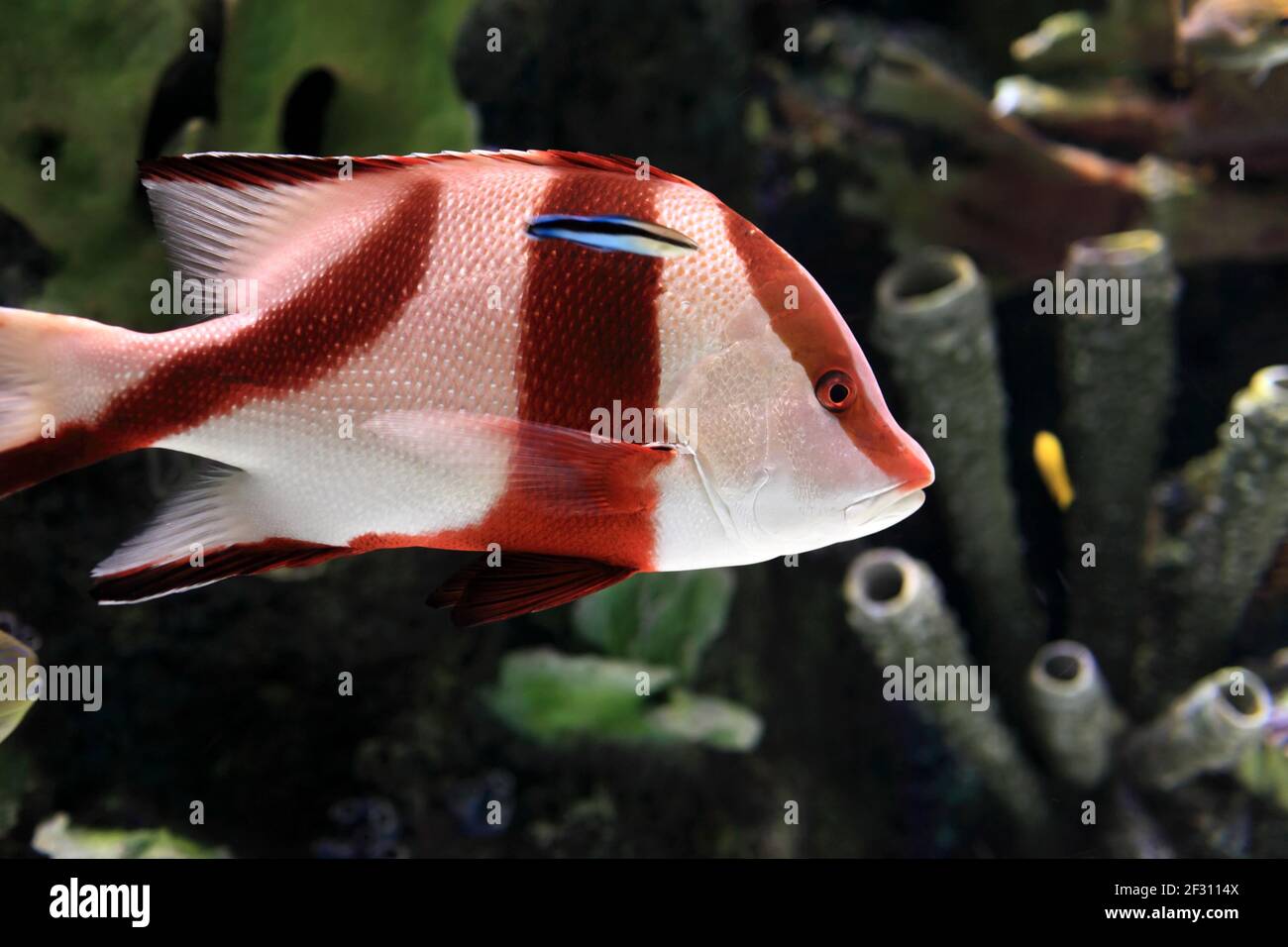 Red and white tropical striped fish at oceanarium Stock Photo - Alamy