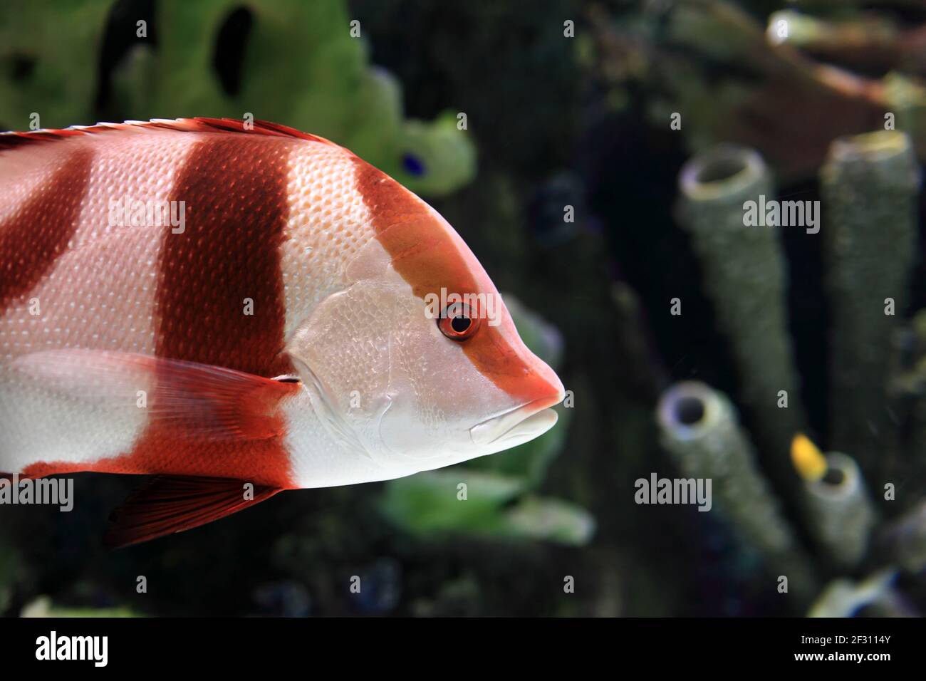 Red and white striped fish in the oceanarium Stock Photo - Alamy