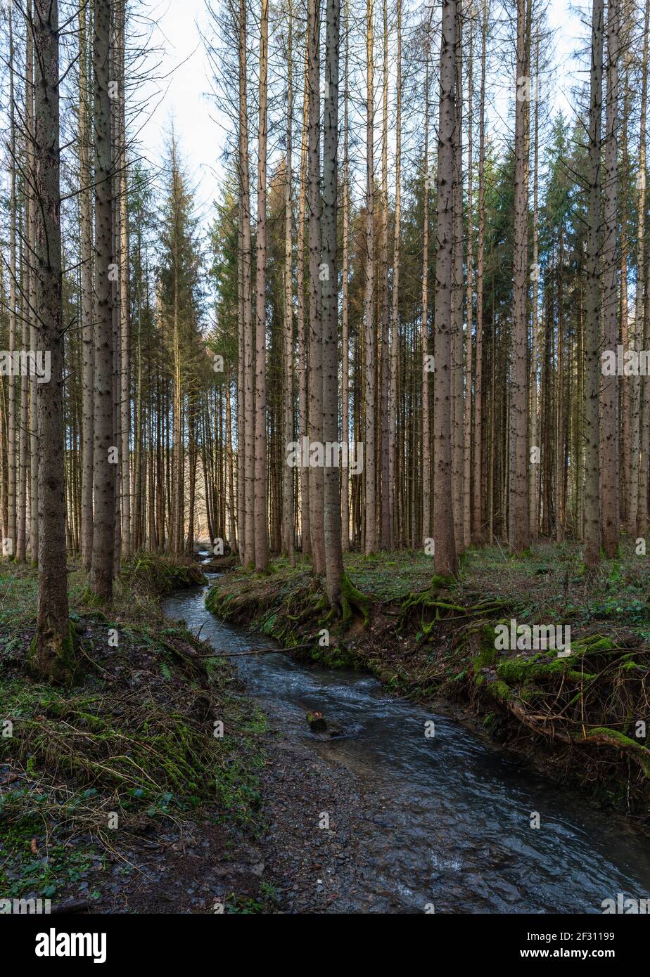 Hike through the forest hi-res stock photography and images - Alamy