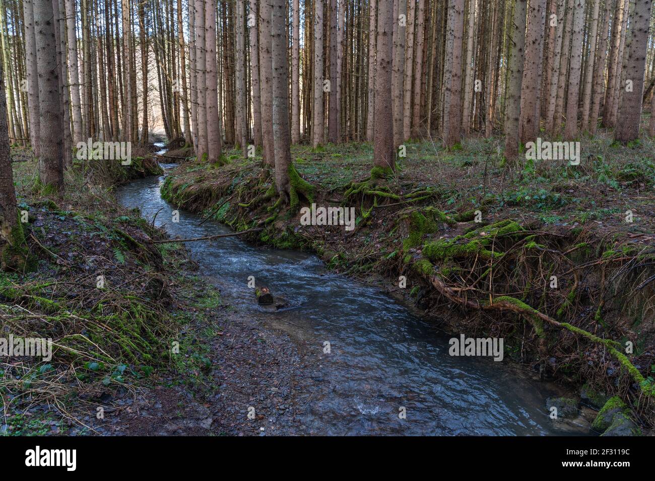 A hike through the forest in the Westerwald in winter Stock Photo - Alamy