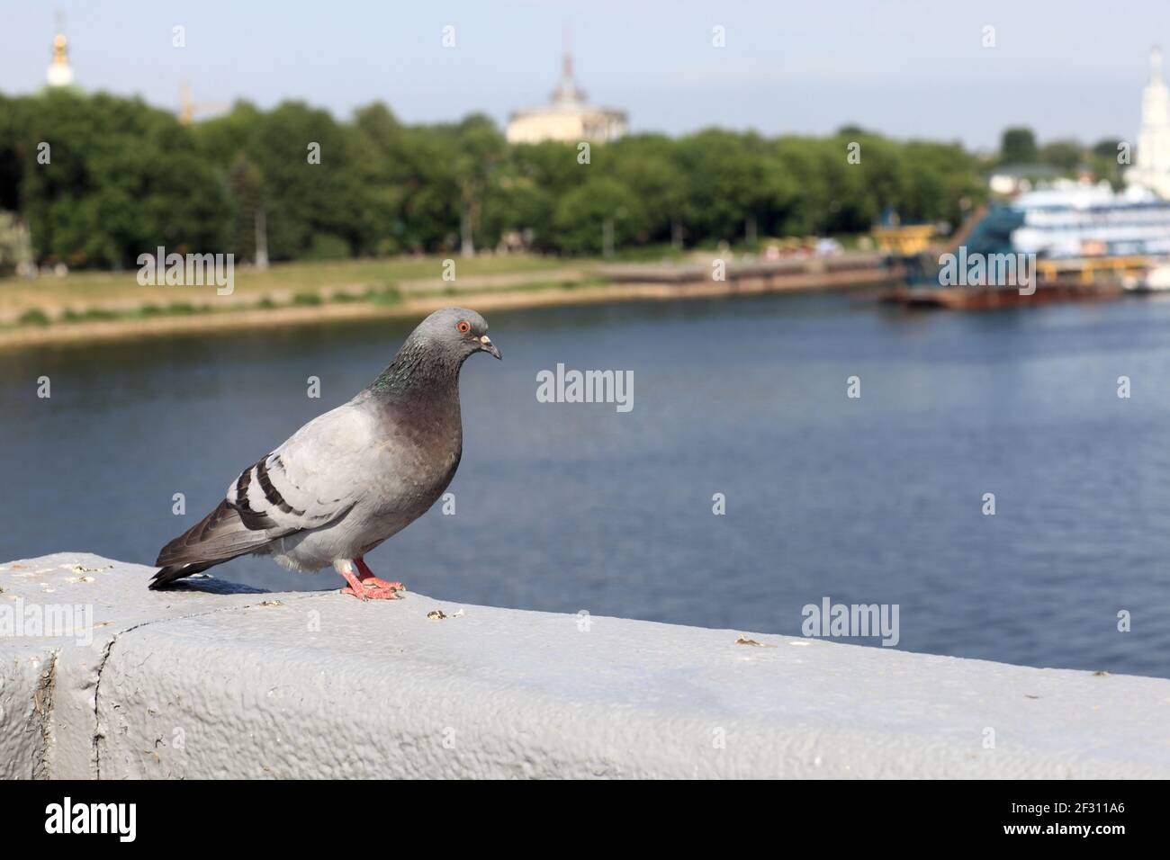 The pigeon on river Volga background, Russia Stock Photo - Alamy