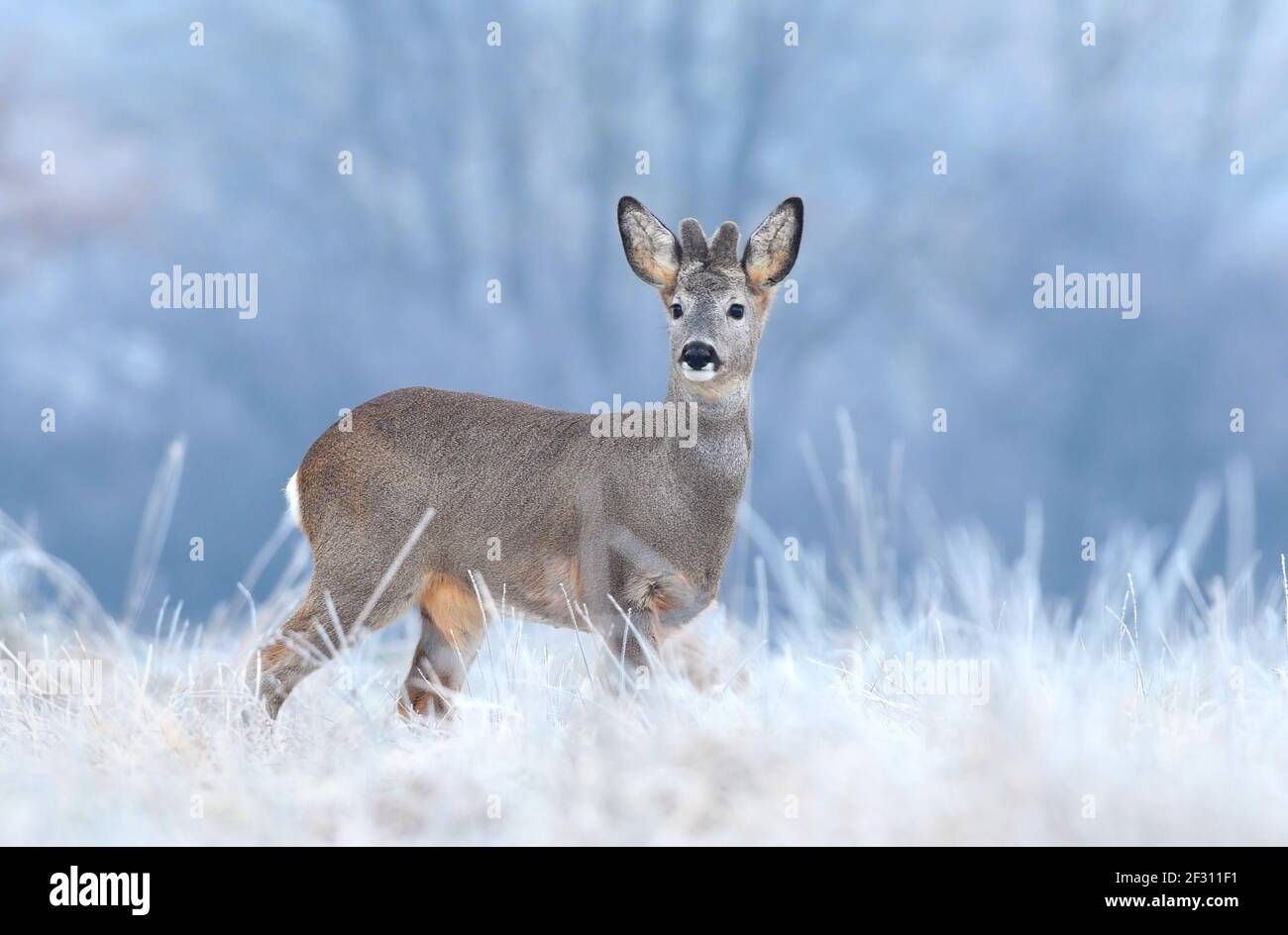 Wild roe deer in a frost covered field during winter season Stock Photo ...
