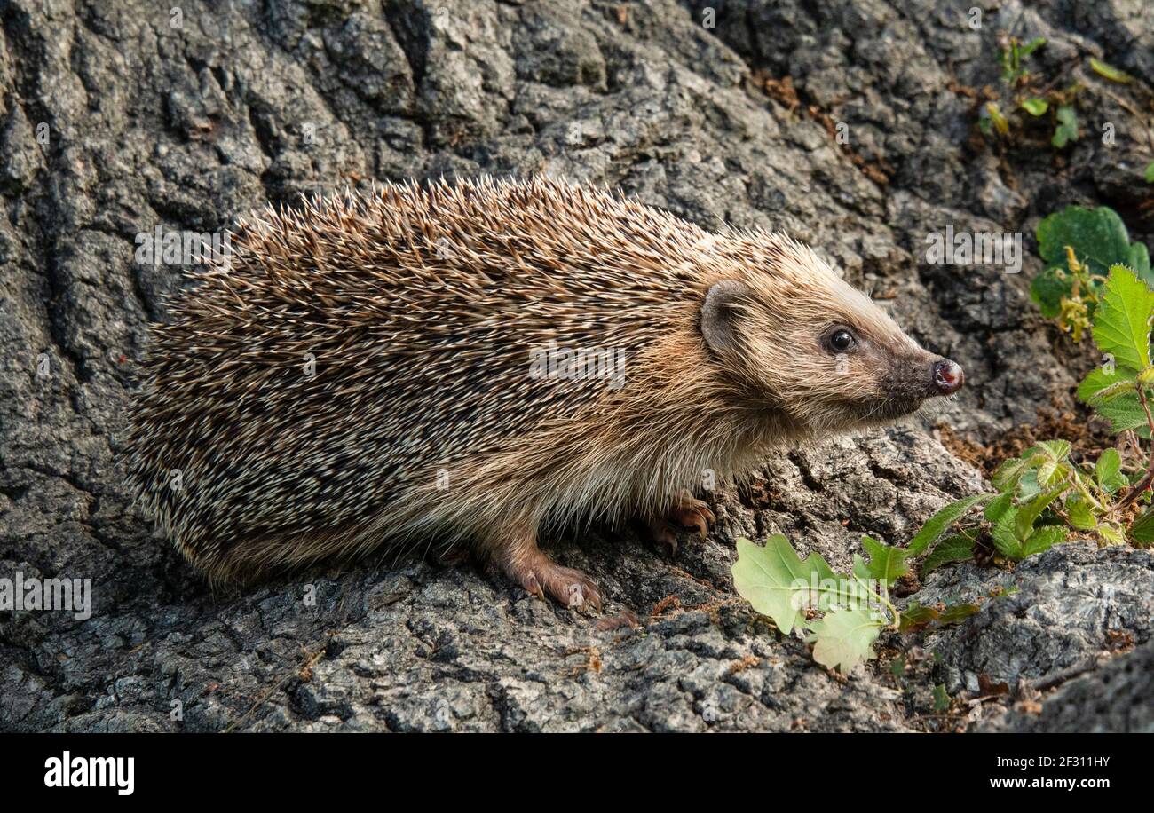 Spiny base hi-res stock photography and images - Alamy