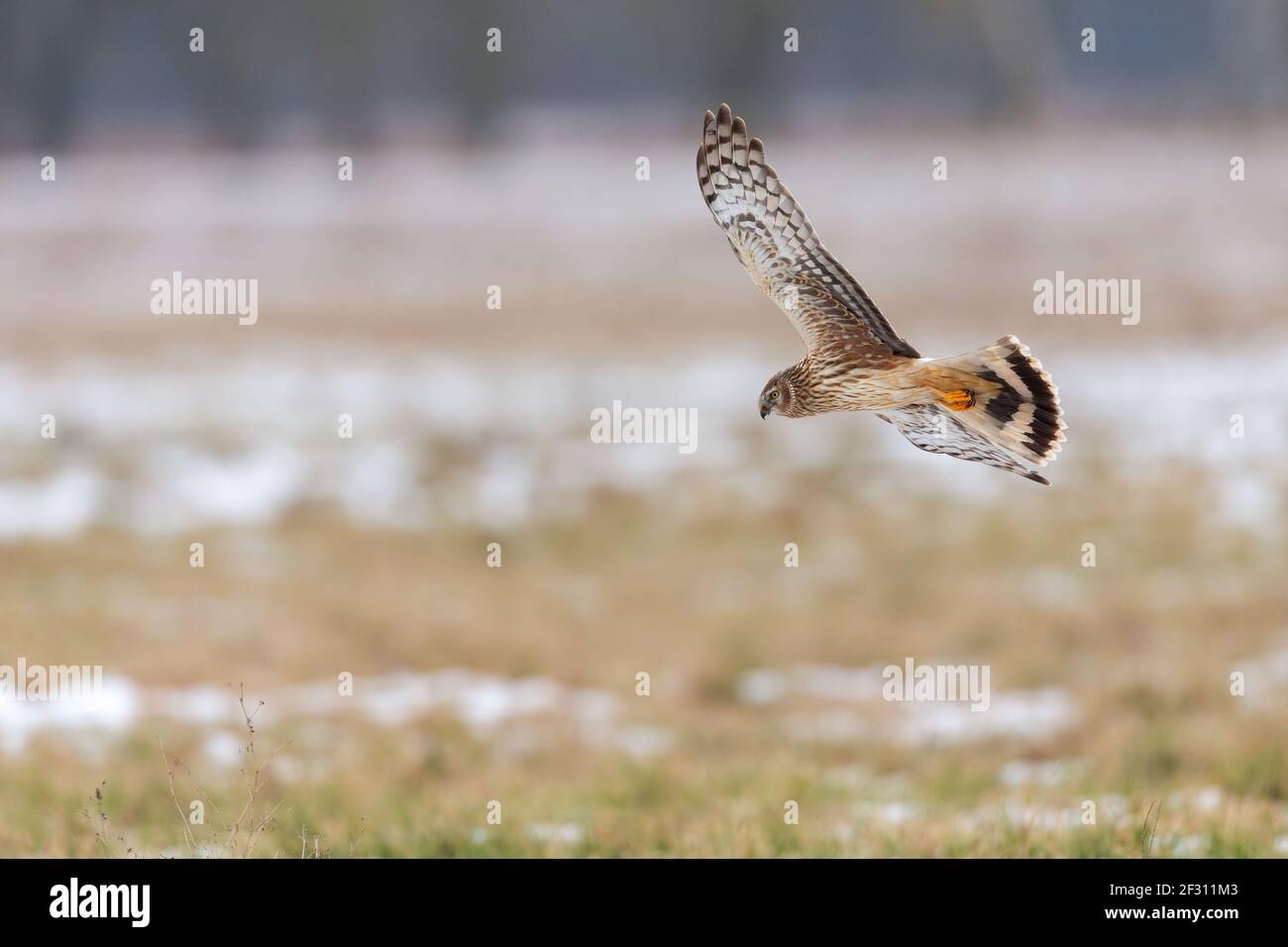 Female hen harrier in flight hi-res stock photography and images - Alamy