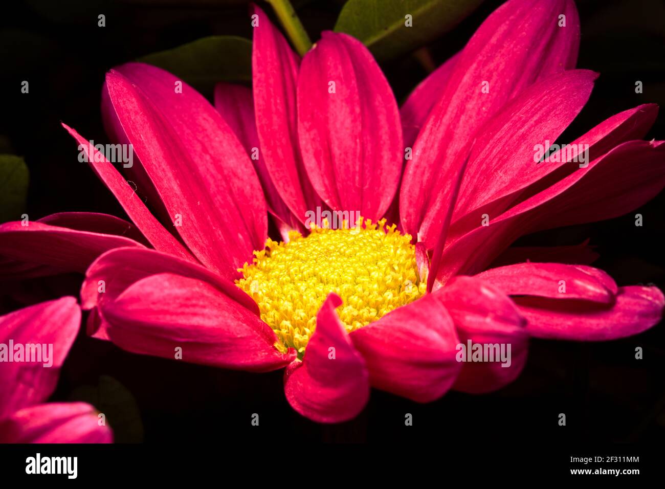 Beautiful pink chrysanths hi-res stock photography and images - Alamy