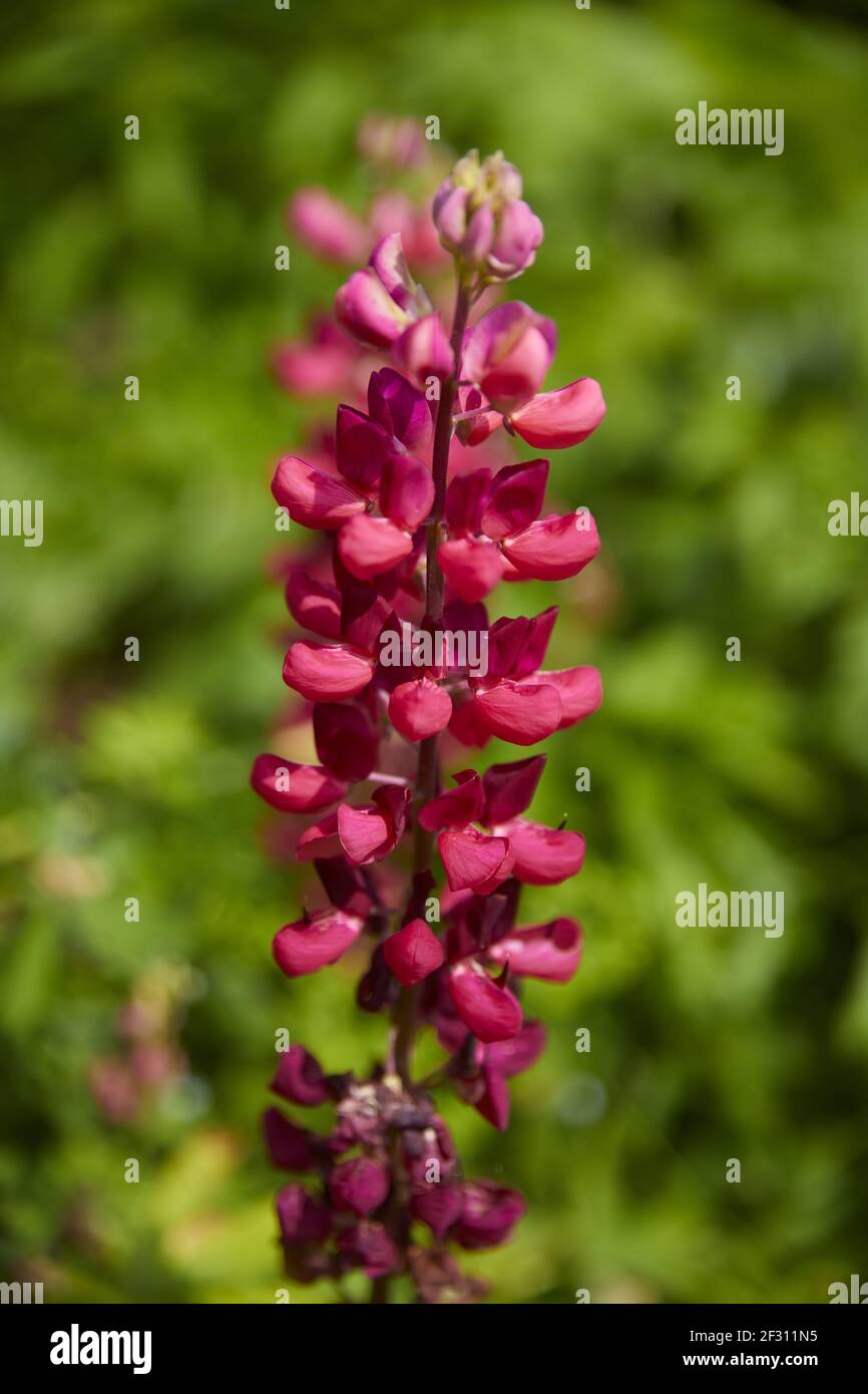 Beautiful light carnation, (Silene coronaria). Close up Stock Photo - Alamy