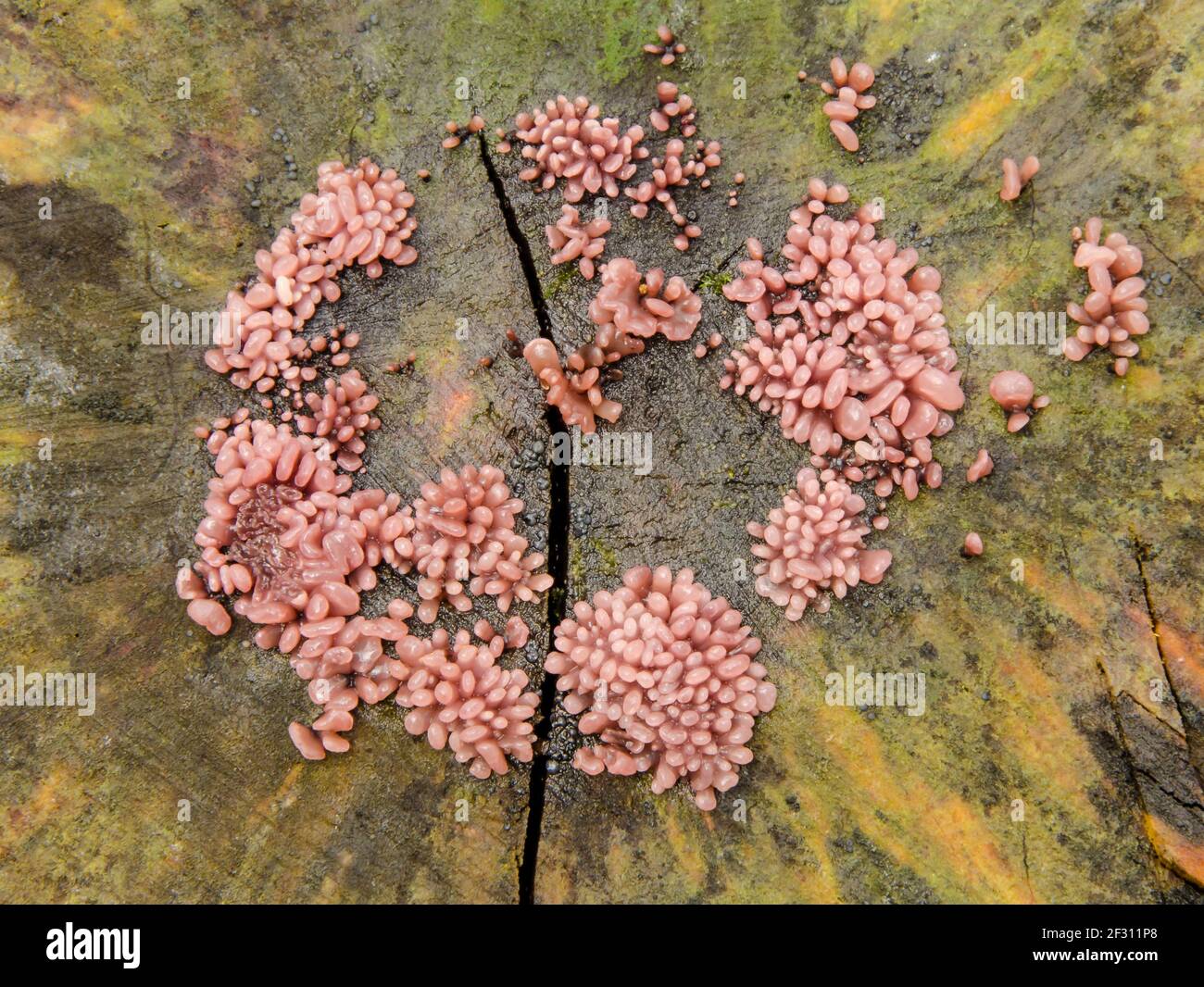 Tree stumo hi-res stock photography and images - Alamy