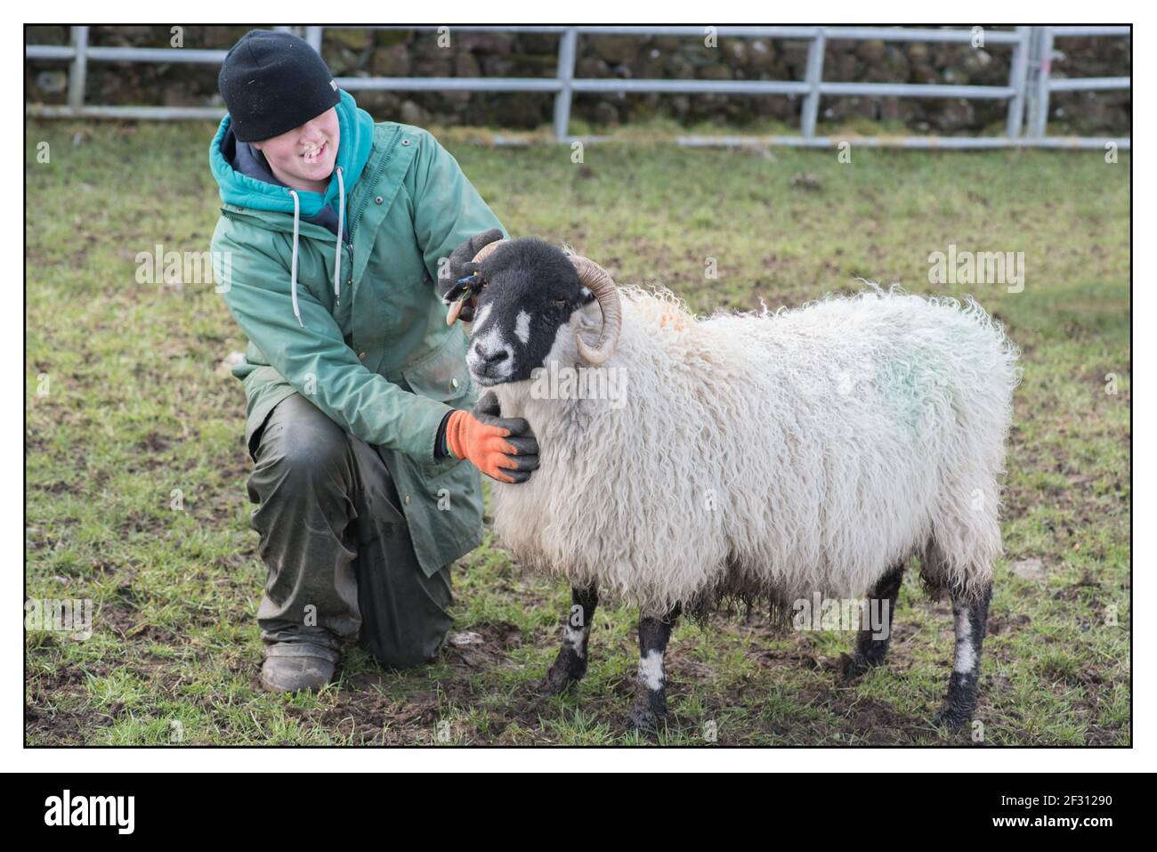 Dalesbred sheep hi-res stock photography and images - Alamy