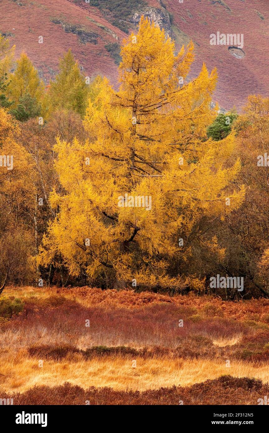 Autumn larch tree at Manesty near Derwentwater Stock Photo - Alamy