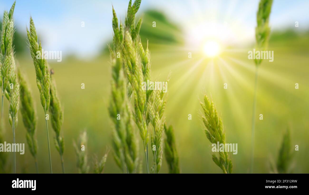 Green wheat background nature hi-res stock photography and images - Alamy