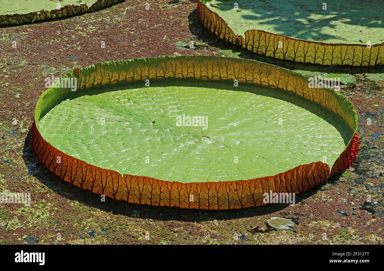 Closeup of Giant Water Lily Pad of Victoria Amazonica in a Sunshine ...