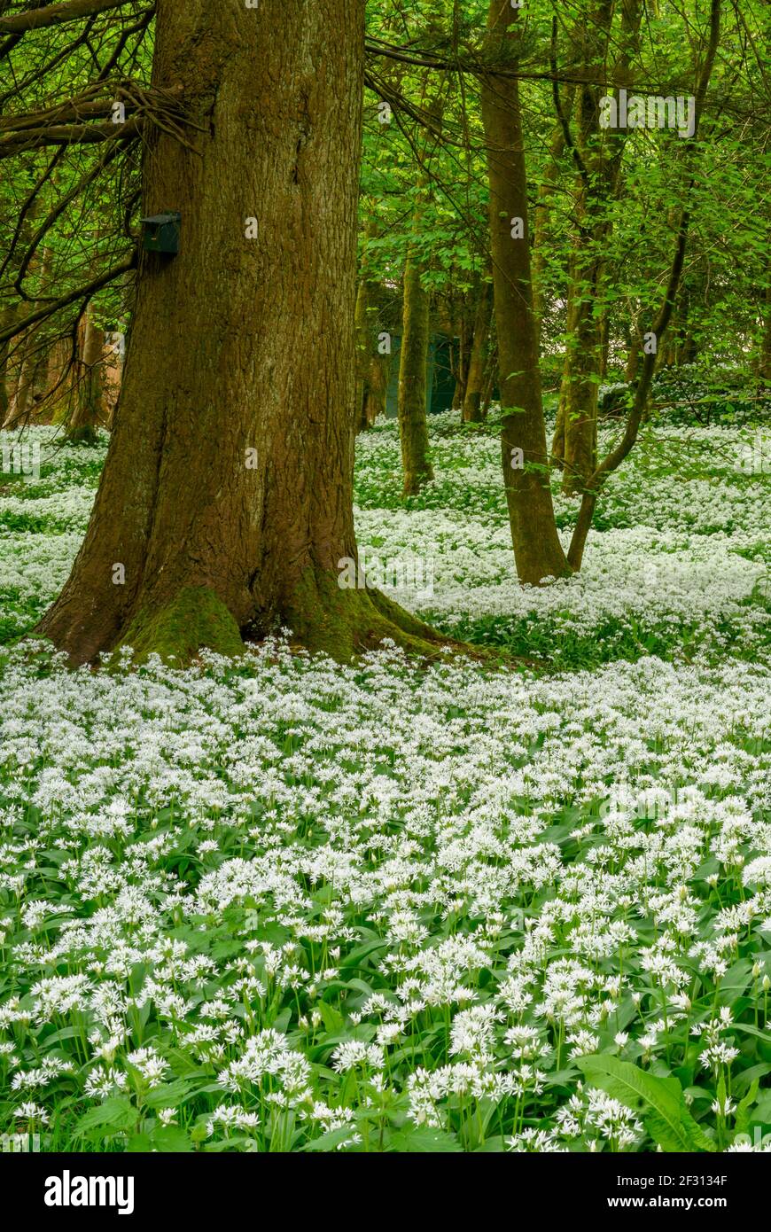 Wild garlic flowering in woods 4145 Stock Photo - Alamy