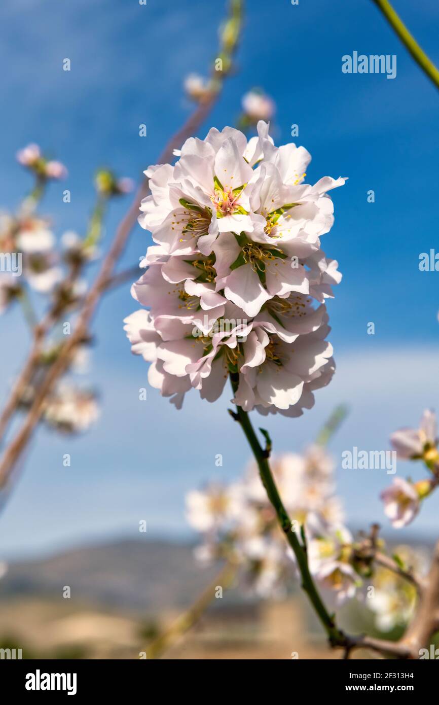 Almond blossom announcing that spring is coming soon. High resolution ...