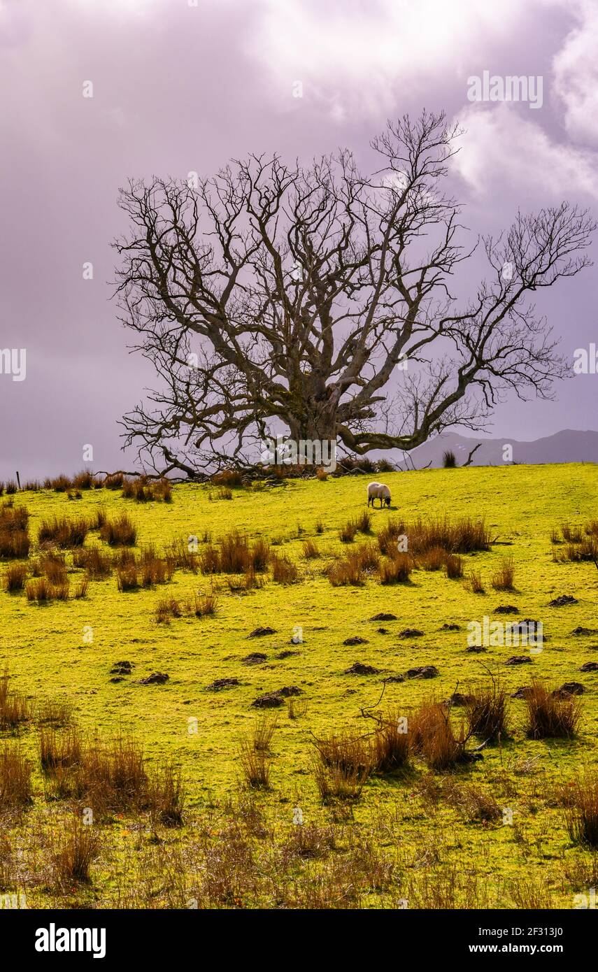 Winter tree against a coudy sky 1807 Stock Photo - Alamy