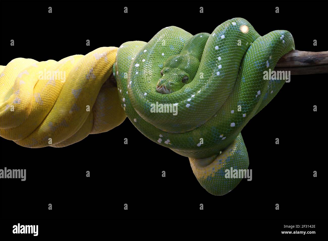 Emerald tree boa, baby hi-res stock photography and images - Alamy