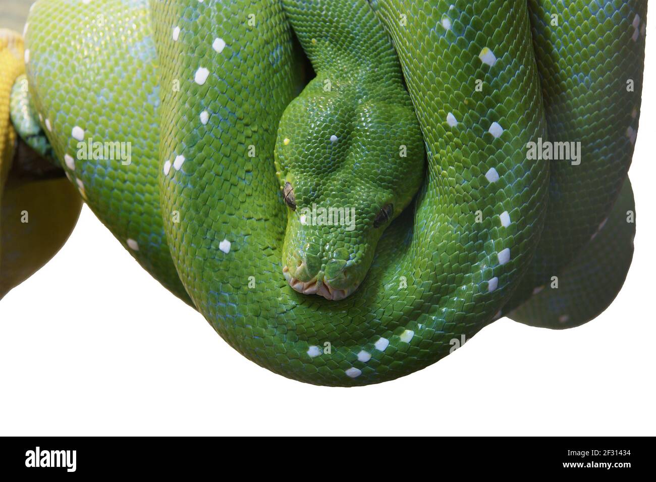 Emerald tree boa, baby hi-res stock photography and images - Alamy