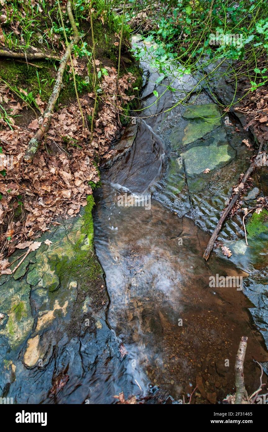 Rippled sandstone bed of a fast and steep stream in Coneygree Wood ...