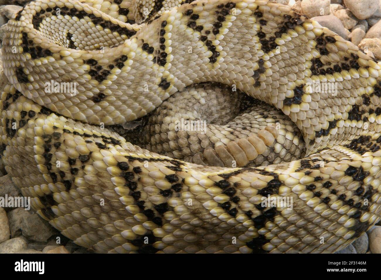 A close-up shot snake python, curled up in the ring Stock Photo - Alamy