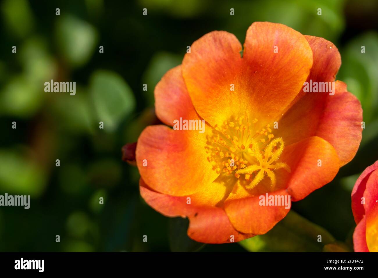 Tropical orange flower (Portulaca grandiflora) of South America, grown ...