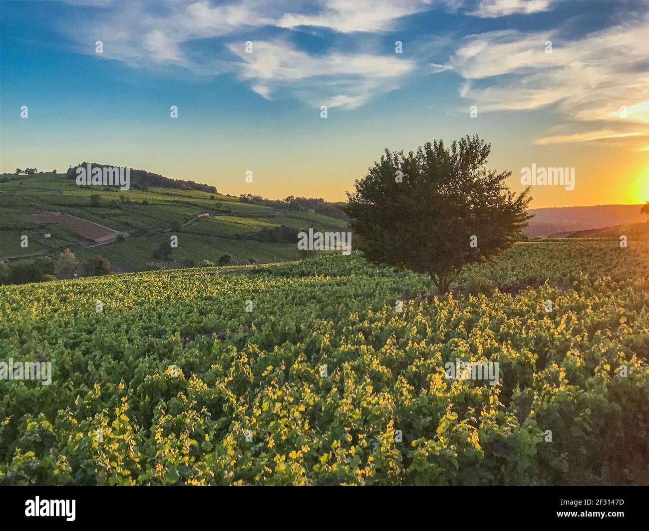 Pommard Grape High Resolution Stock Photography and Images - Alamy