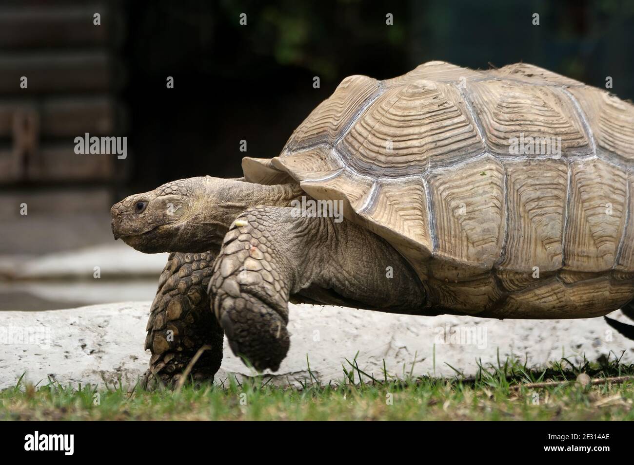 large image of very big tortoise Stock Photo - Alamy
