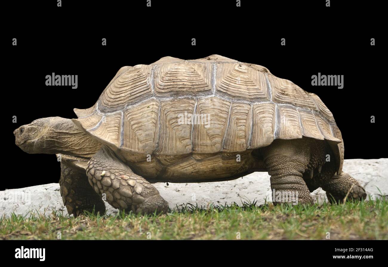 large image of very big tortoise Stock Photo - Alamy