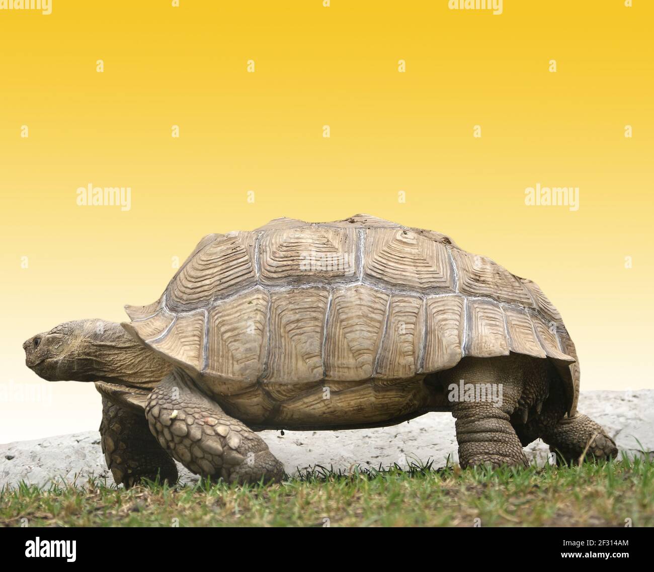 Face funny scary profile hi-res stock photography and images - Alamy