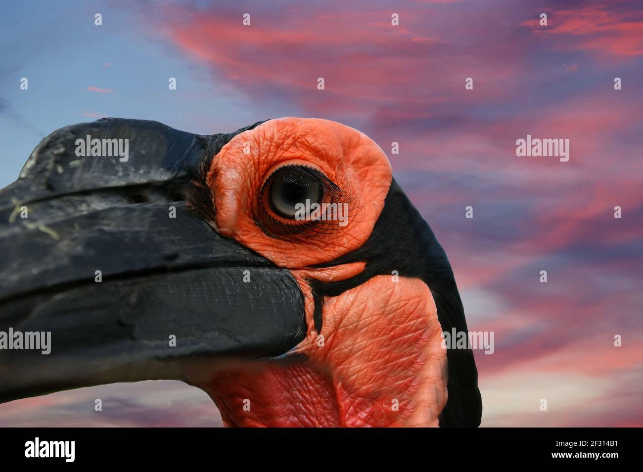 Large images of the Kafrsky horned raven Stock Photo - Alamy