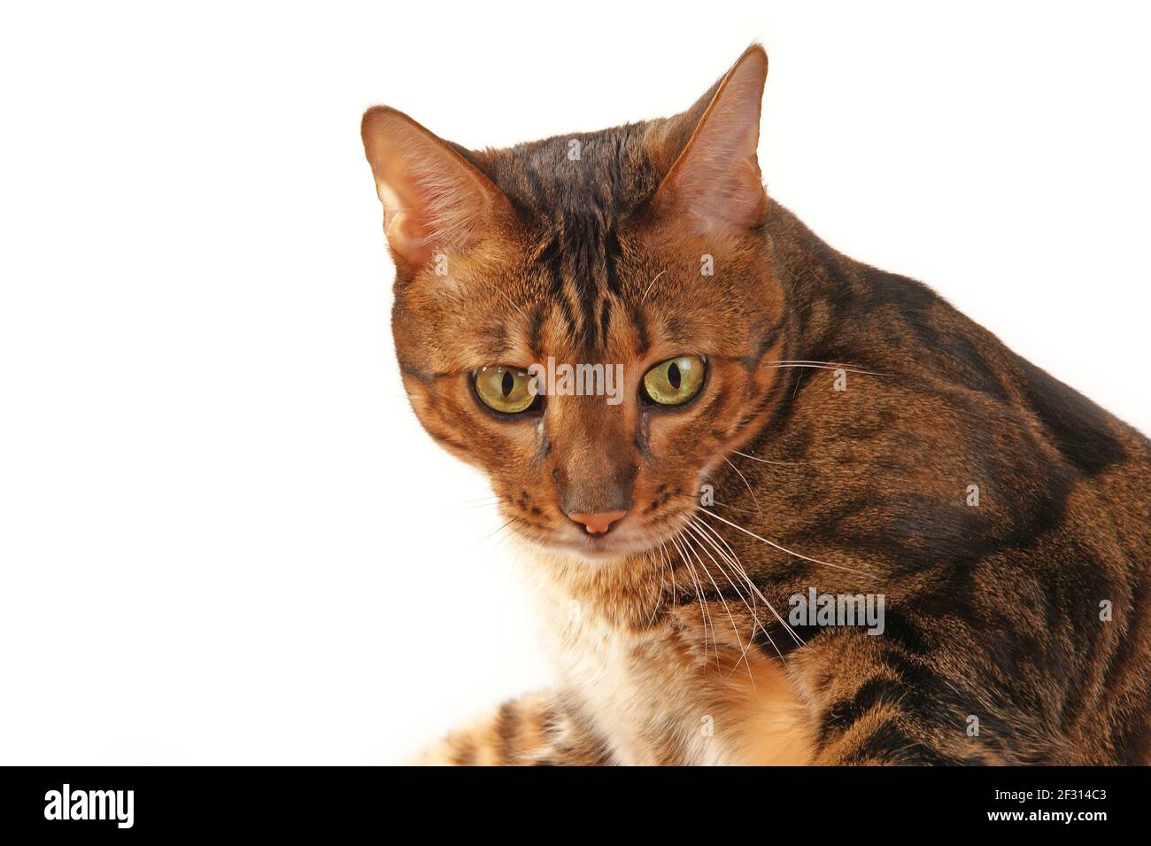 Prionailurus Bengalensis Bengalensis High Resolution Stock Photography ...