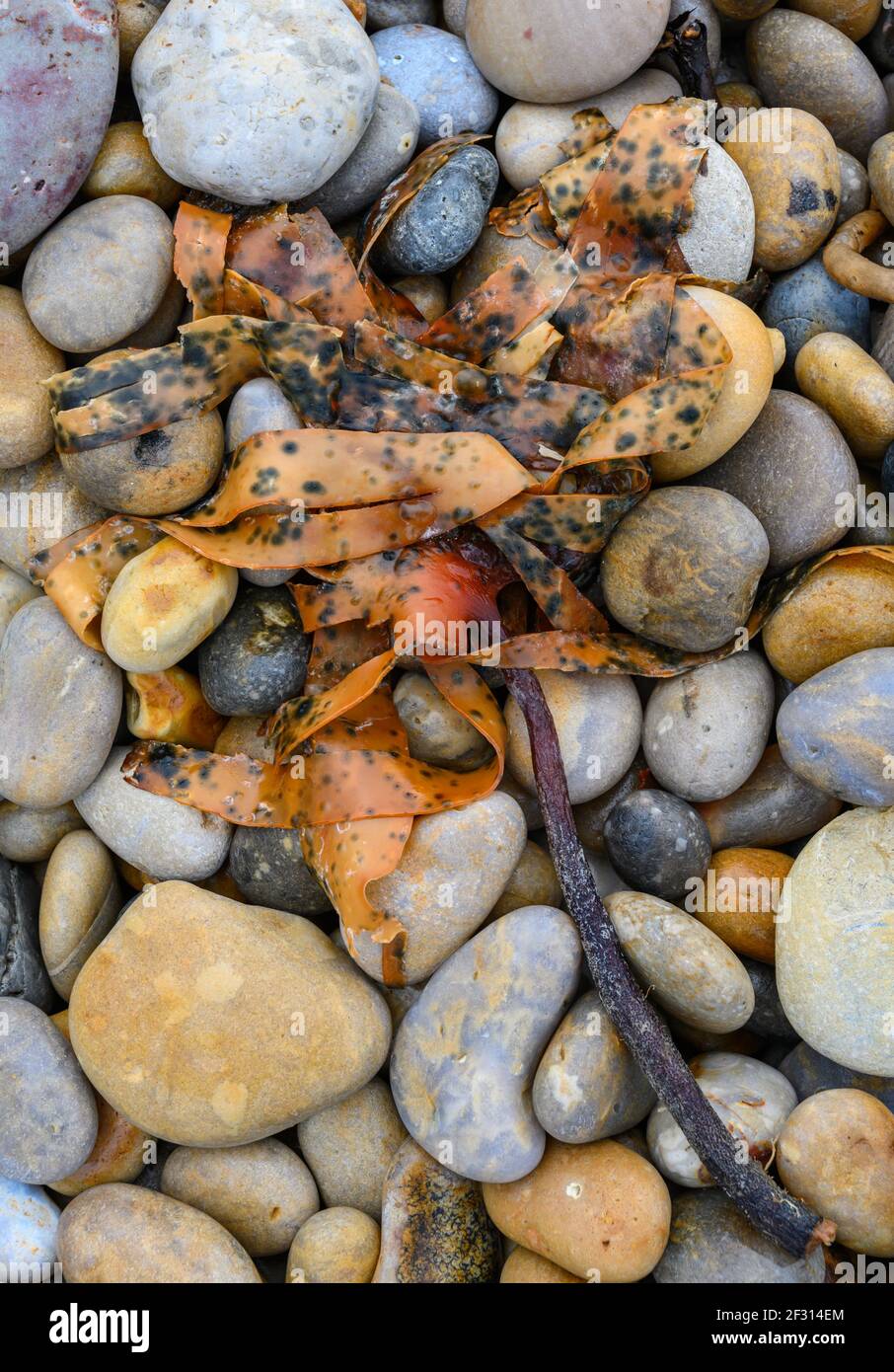 Pebbles and old seaweed on beach 8800 Stock Photo - Alamy