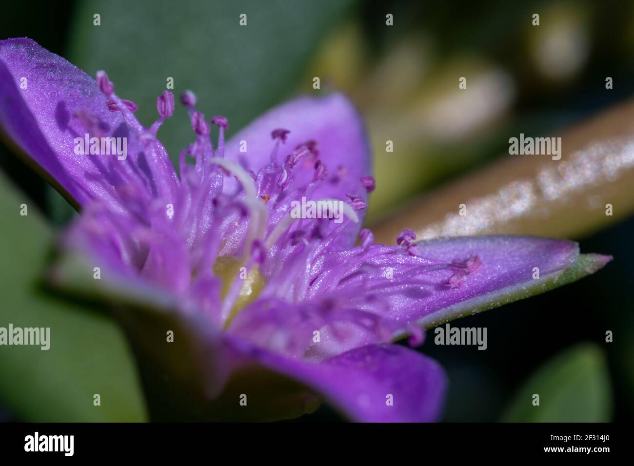 Wild purple flower macrophoto close up (Sesuvium portulacastrum) is a ...