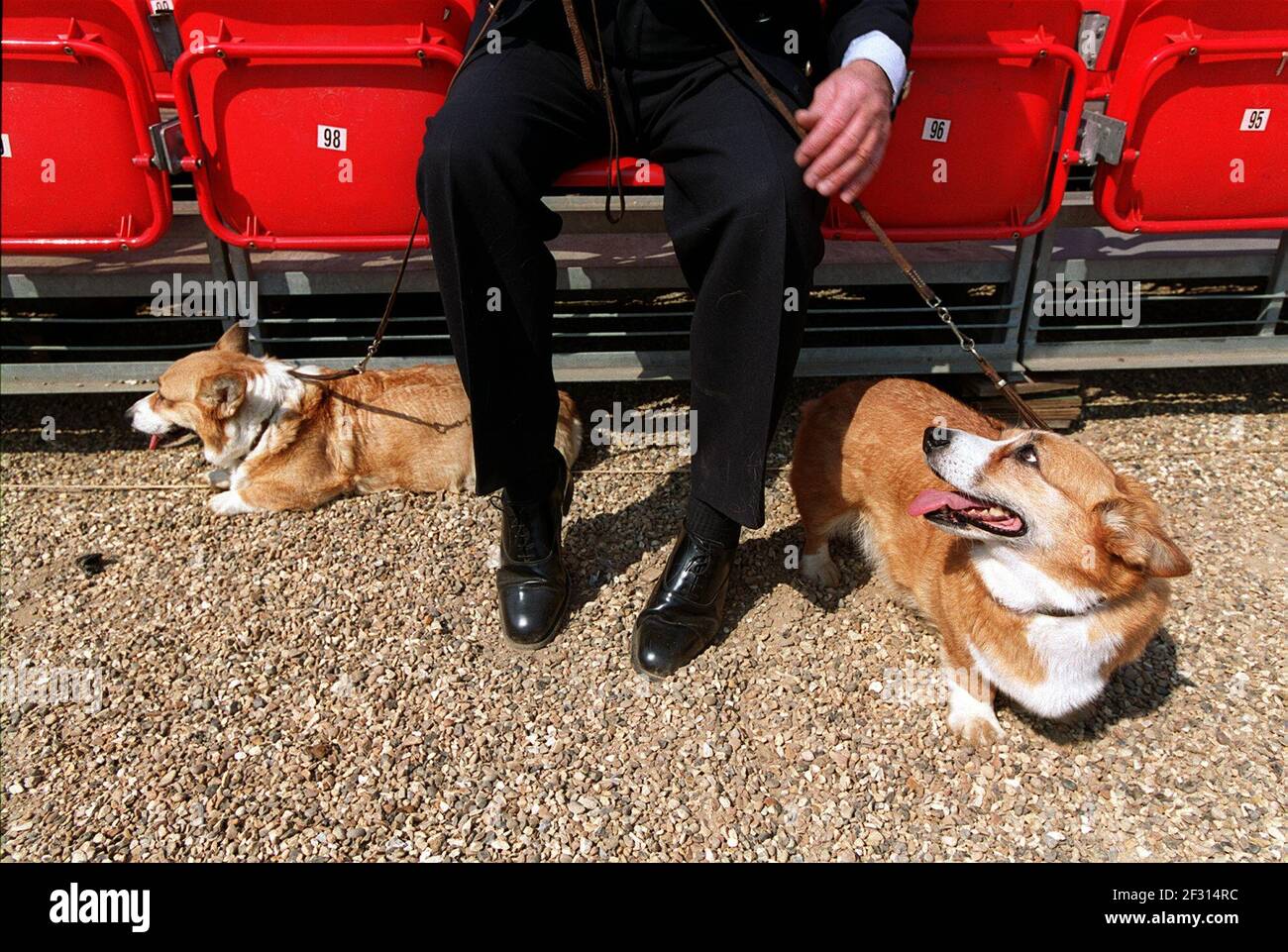 Corgis Rush (right) and her daughter Minnie Corgis belonging to the ...